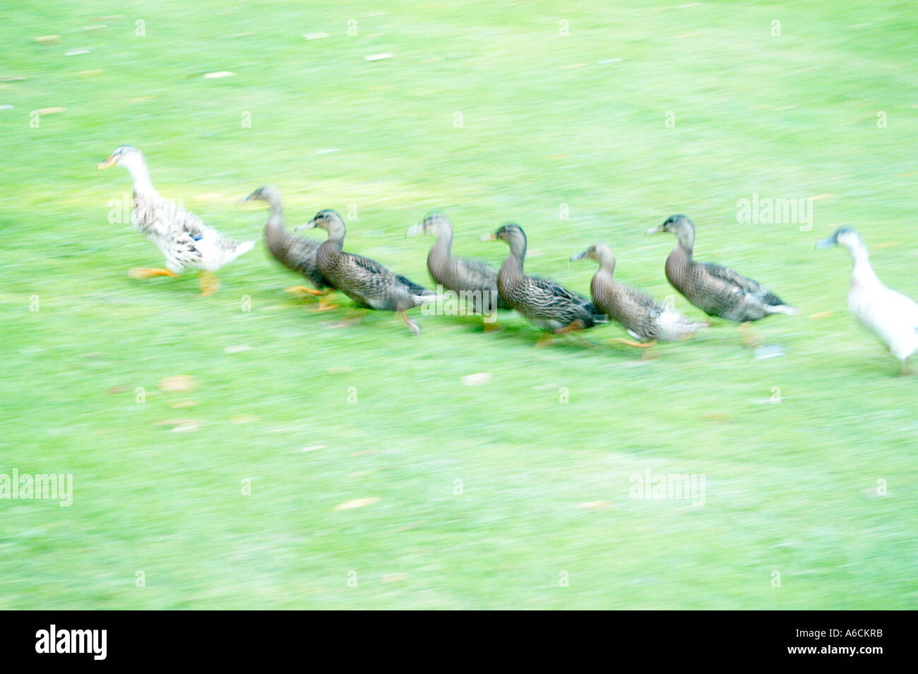 Duck speed hi-res stock photography and images - Alamy