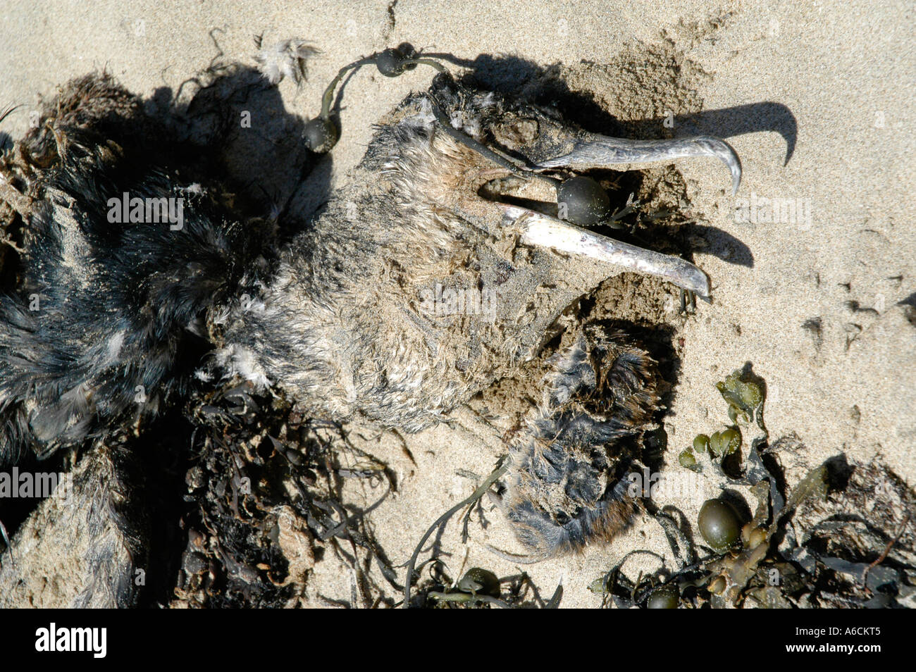 Maggots dead animal hi-res stock photography and images - Alamy