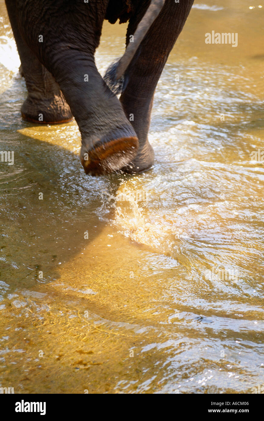 Water falling from elephants foot hi-res stock photography and images ...
