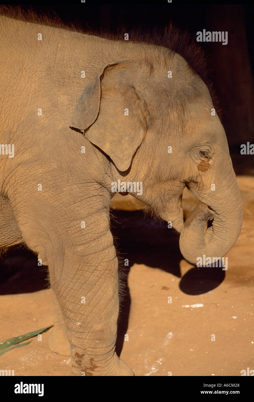 Baby elephant side and back view hi-res stock photography and images ...