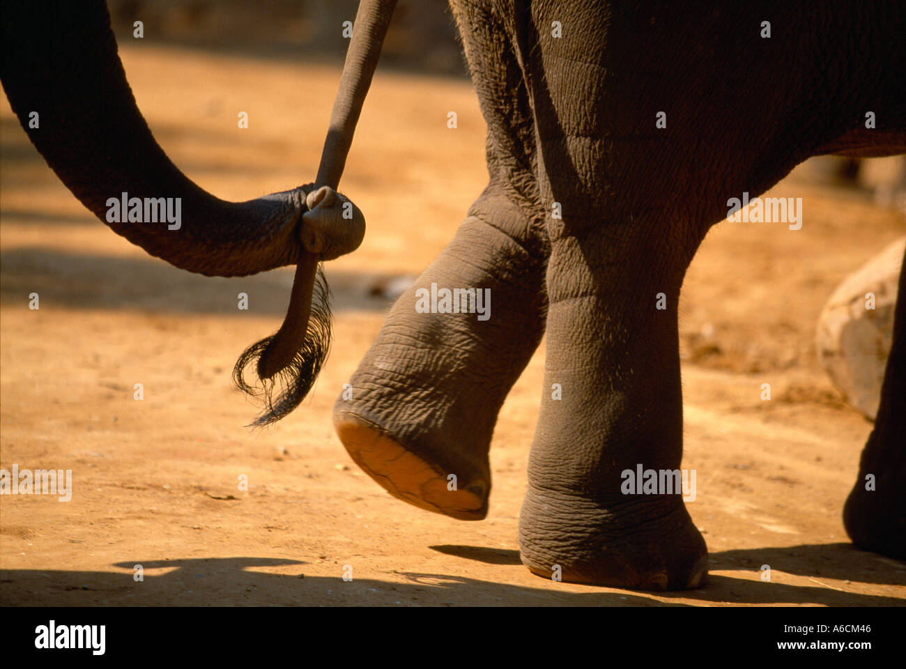 asian elephants marching in line with the the following elephant ...