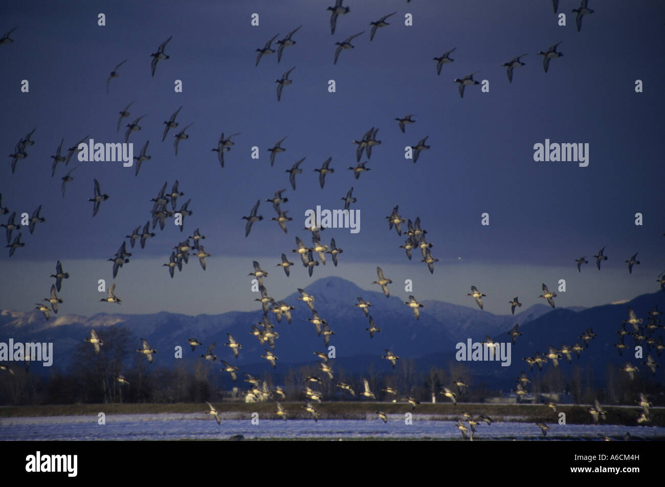 Flock of Lesser Scaups Stock Photo - Alamy