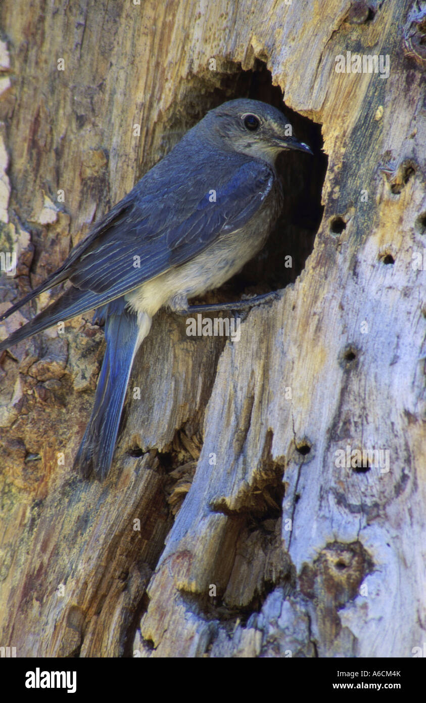 Female Mountain Bluebird in a tree Stock Photo - Alamy
