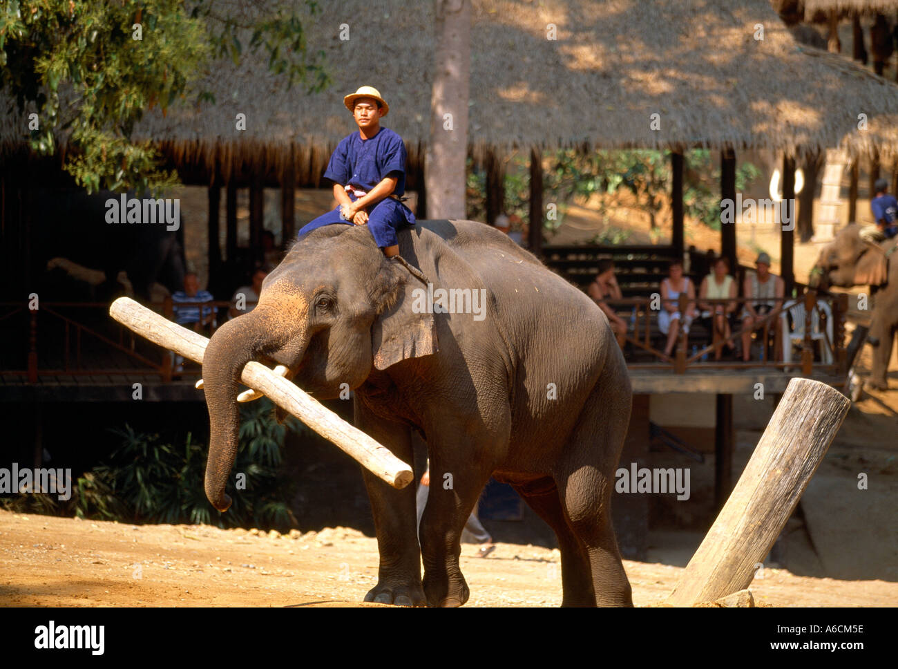 Maeas elephant camp hi-res stock photography and images - Alamy