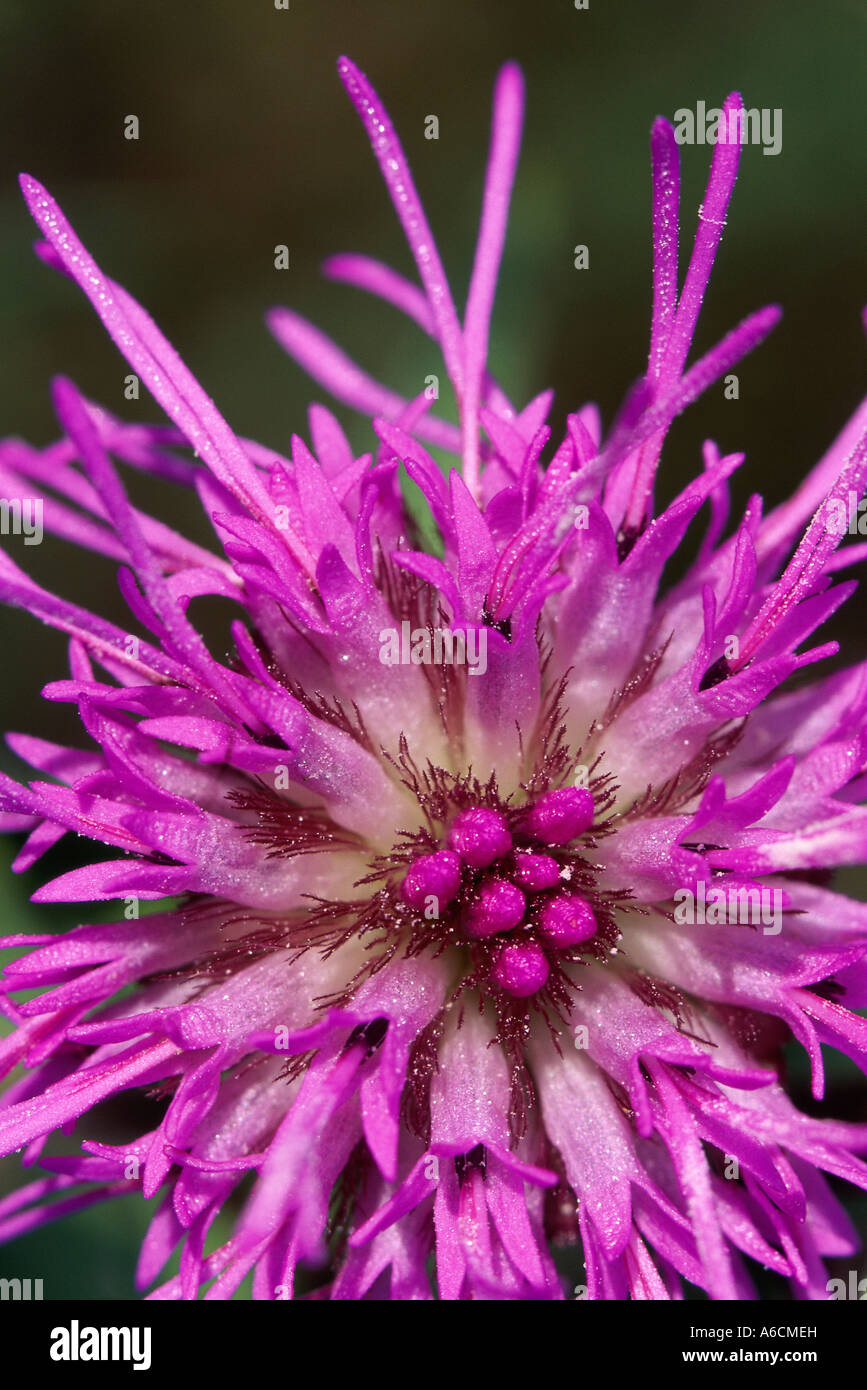 Close up star flower hi-res stock photography and images - Alamy