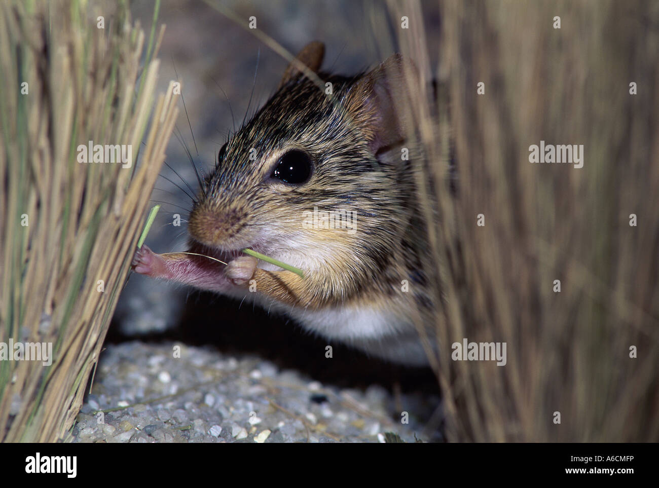 Zebra mouse hi-res stock photography and images - Alamy