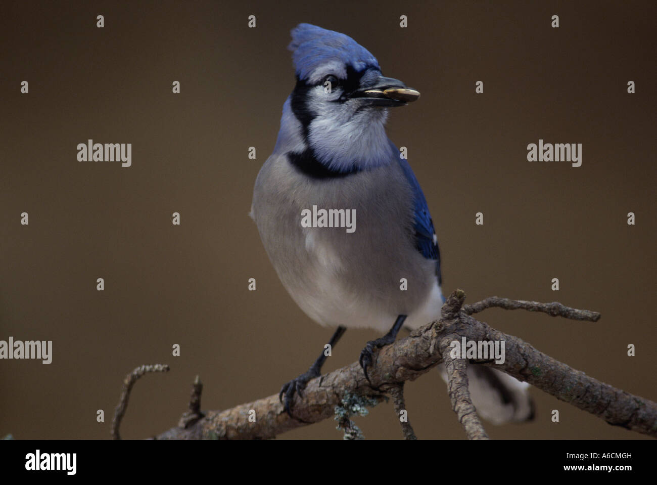 Blue jay looking hi-res stock photography and images - Alamy