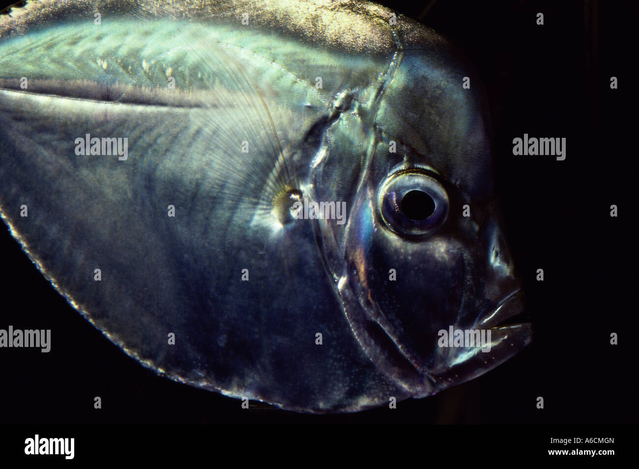 Lookdown fish hi-res stock photography and images - Alamy