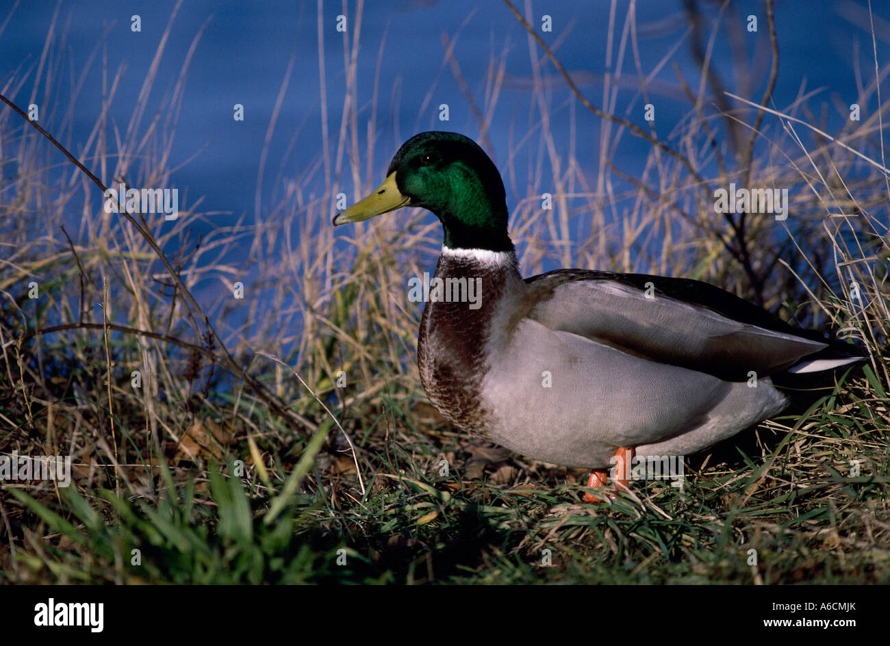 Male Mallard standing on grass Stock Photo - Alamy