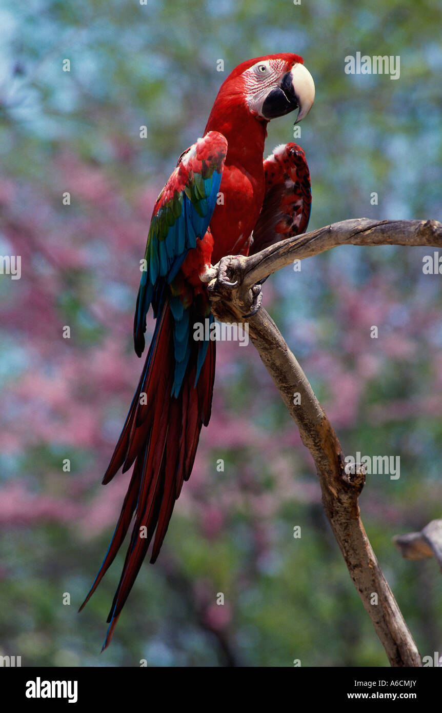 Close-up of a macaw Stock Photo - Alamy