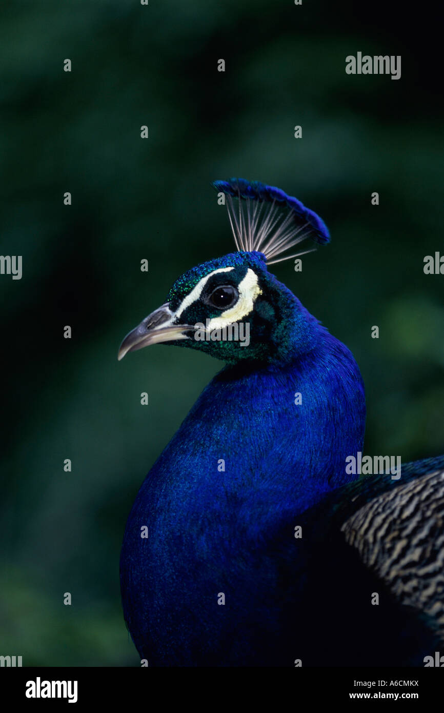 Peacock head close up hi-res stock photography and images - Alamy