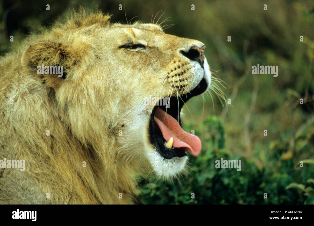 Lion Penthera leo yawning in Tanzania Africa Stock Photo - Alamy