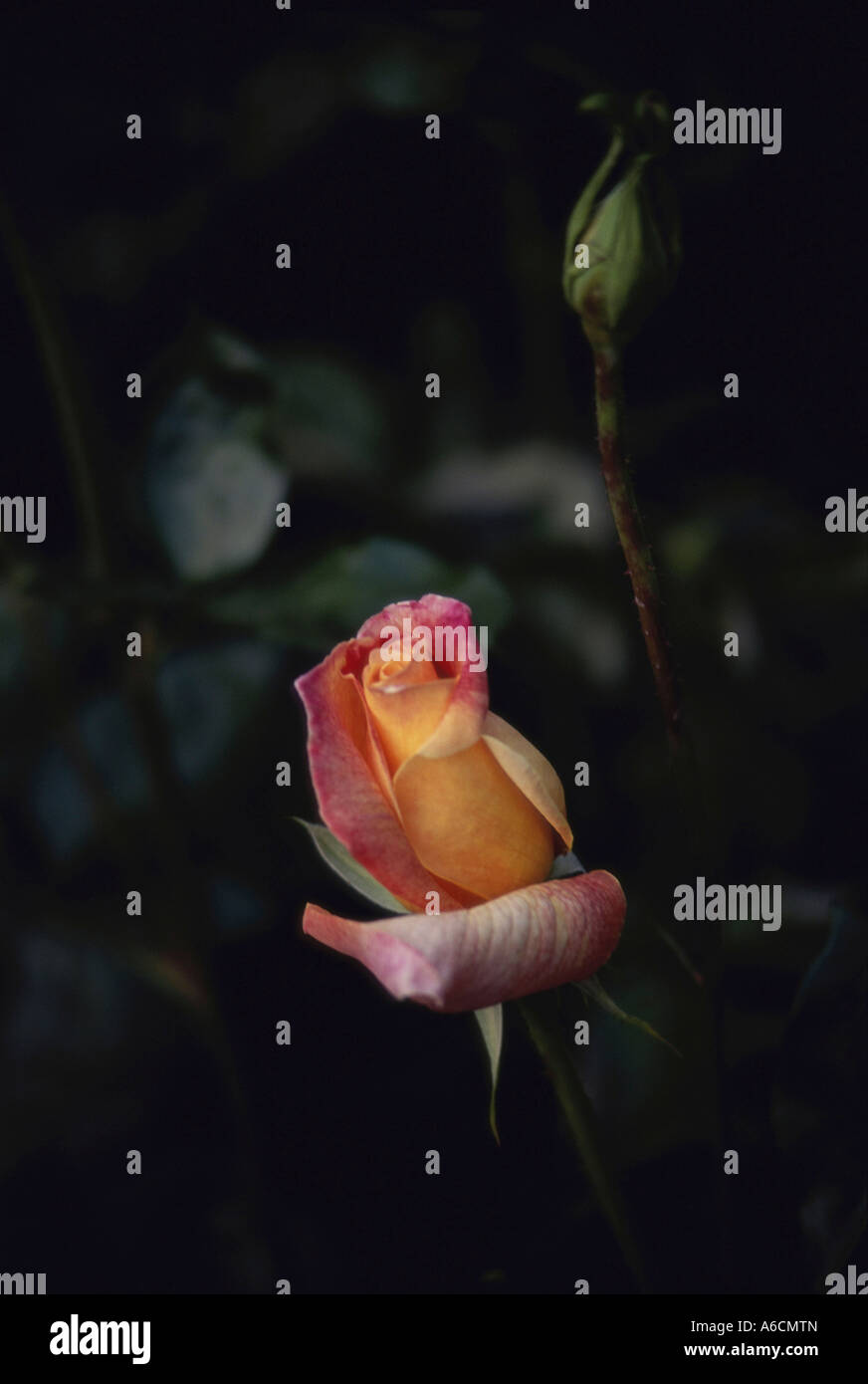 Mojave rose hi-res stock photography and images - Alamy