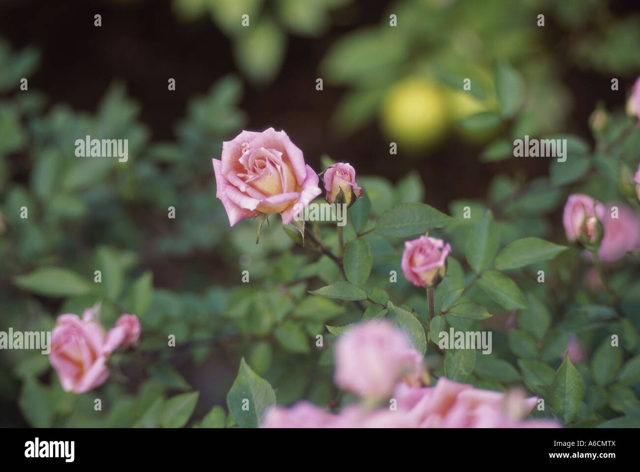 Close-up of a Starina Miniature Rose plant Stock Photo - Alamy