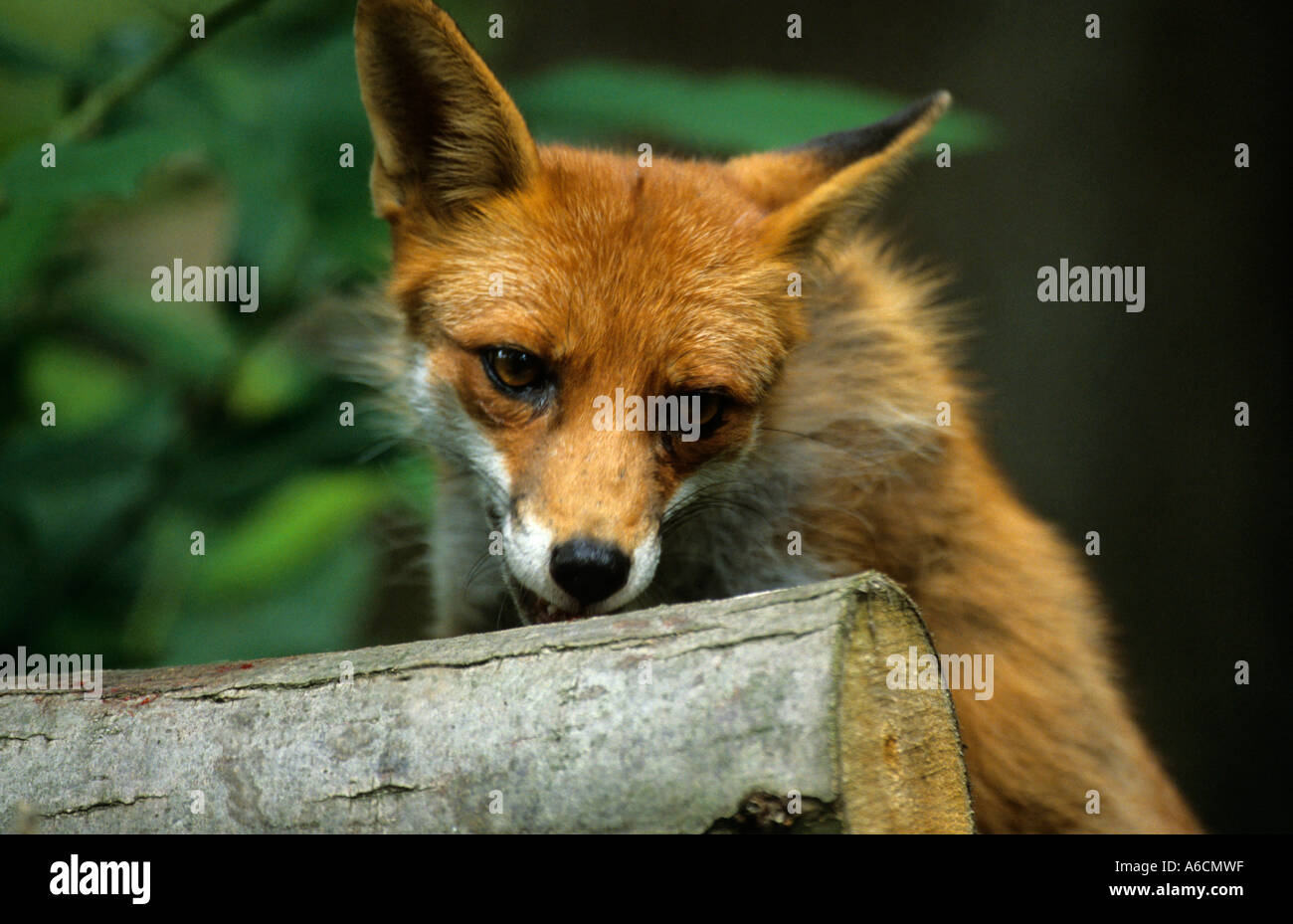 Red fox vulpes vulpes at forest edge hi-res stock photography and ...