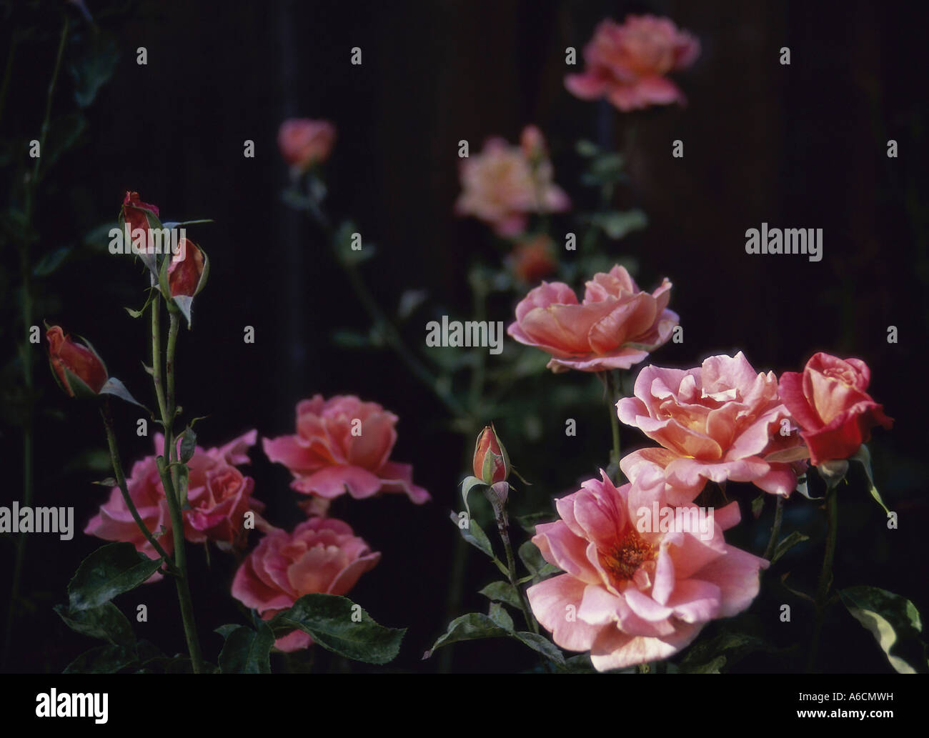 Mojave Rose plant Stock Photo - Alamy