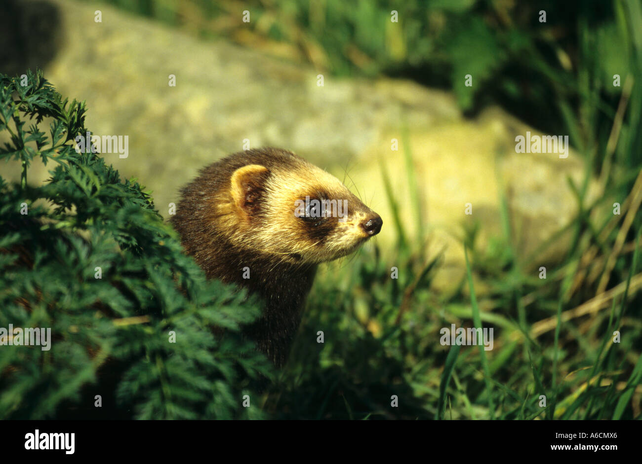 Polecat Putorius putorius hunting in countryside in UK Stock Photo - Alamy