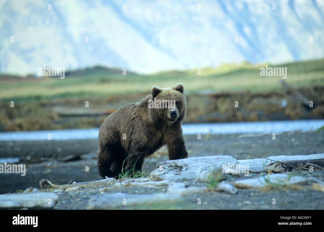 Grizzly Bear Ursus arctos in natural habitat in Halo Bay Alaska looking ...