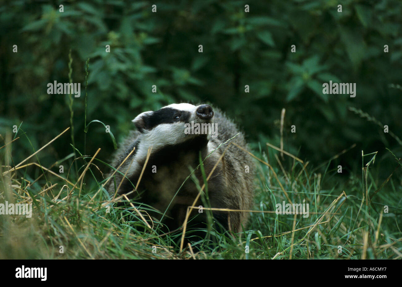 Badger Meles meles sniffing the air on the edge of an english wood ...