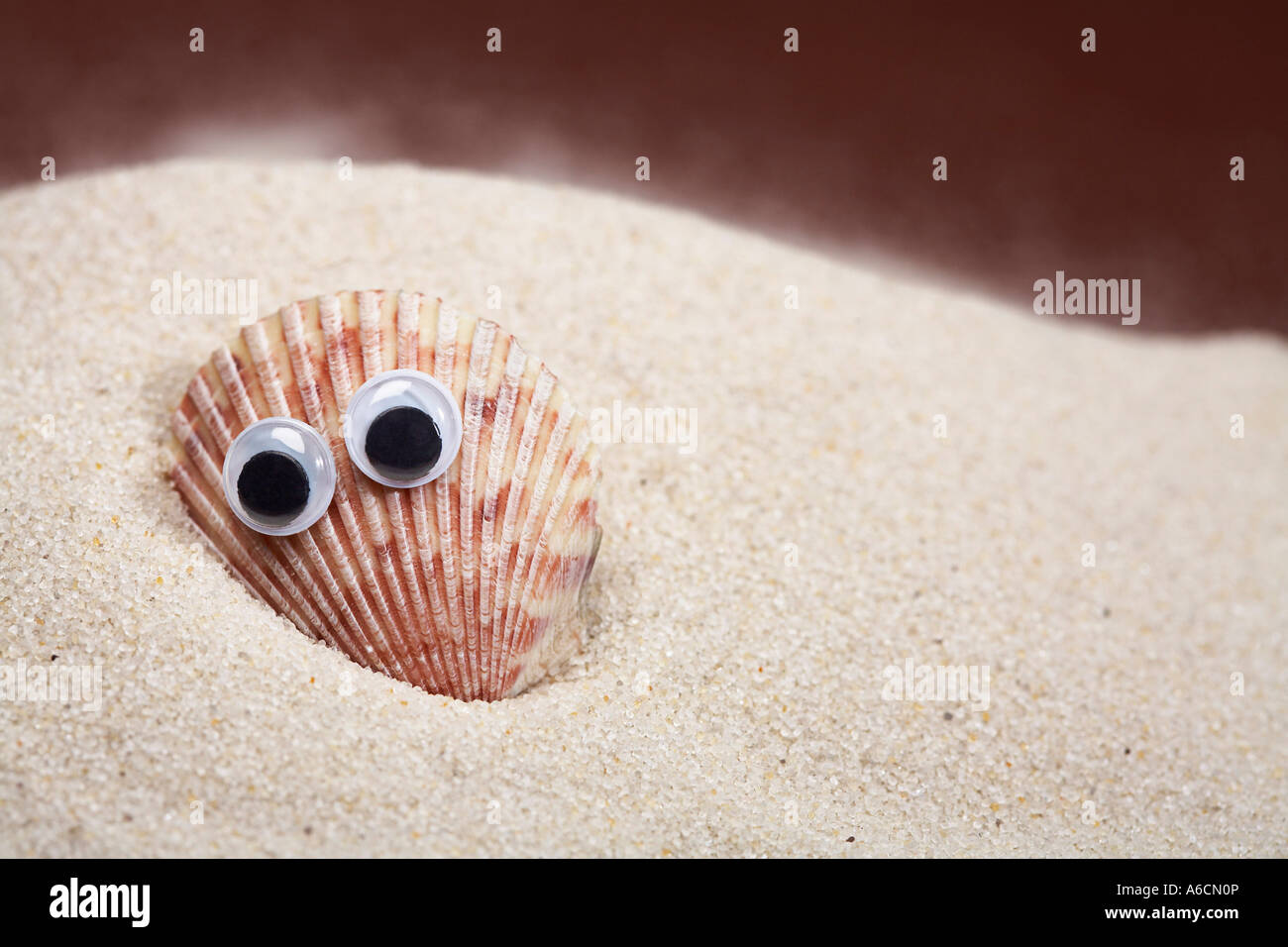 Scallop shell eyes hi-res stock photography and images - Alamy