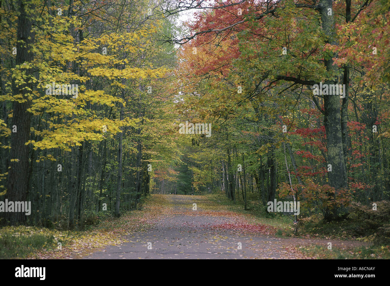 Road lined with trees on both sides Stock Photo - Alamy