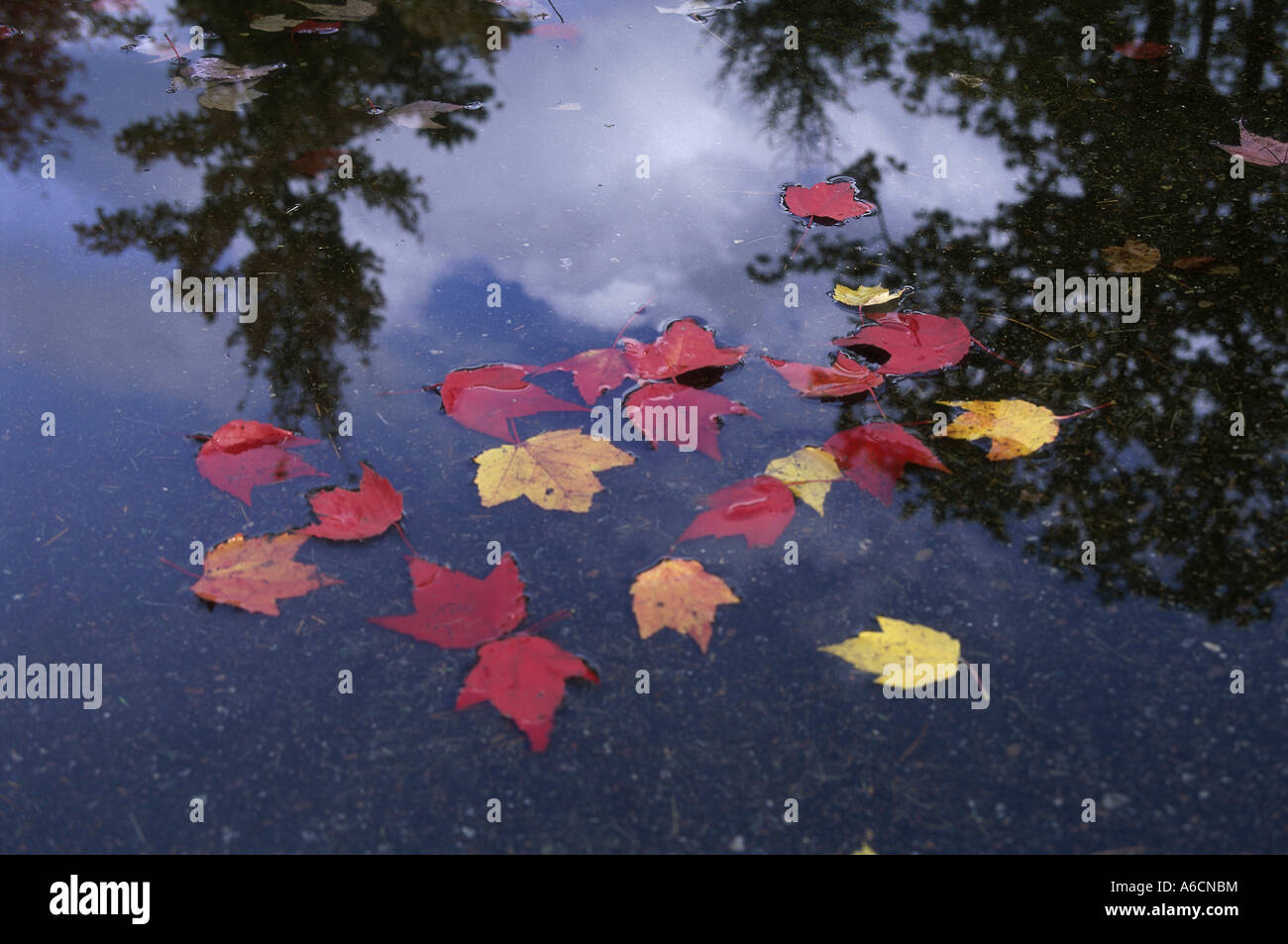 Maple leaves floating on water Stock Photo - Alamy