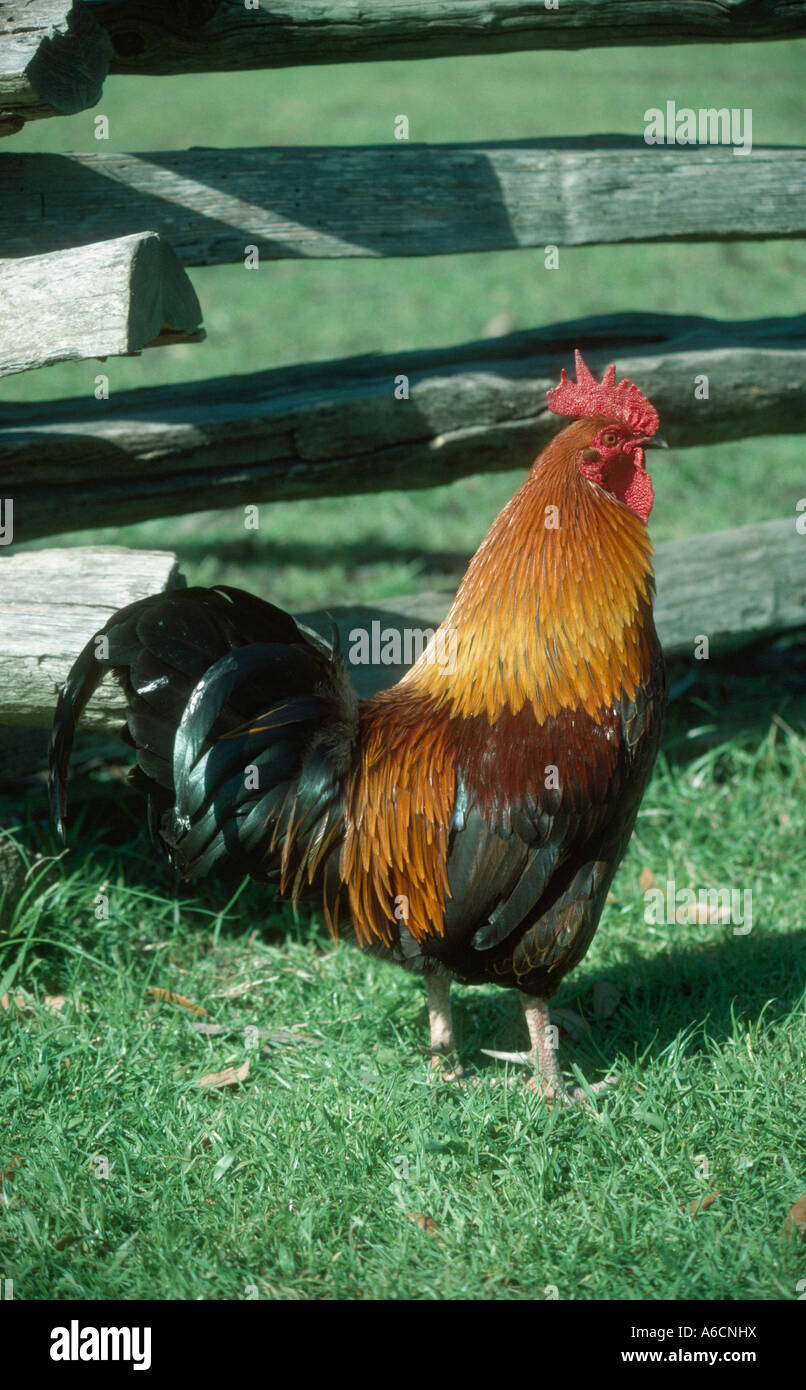 Side profile of a rooster standing in a field Stock Photo - Alamy