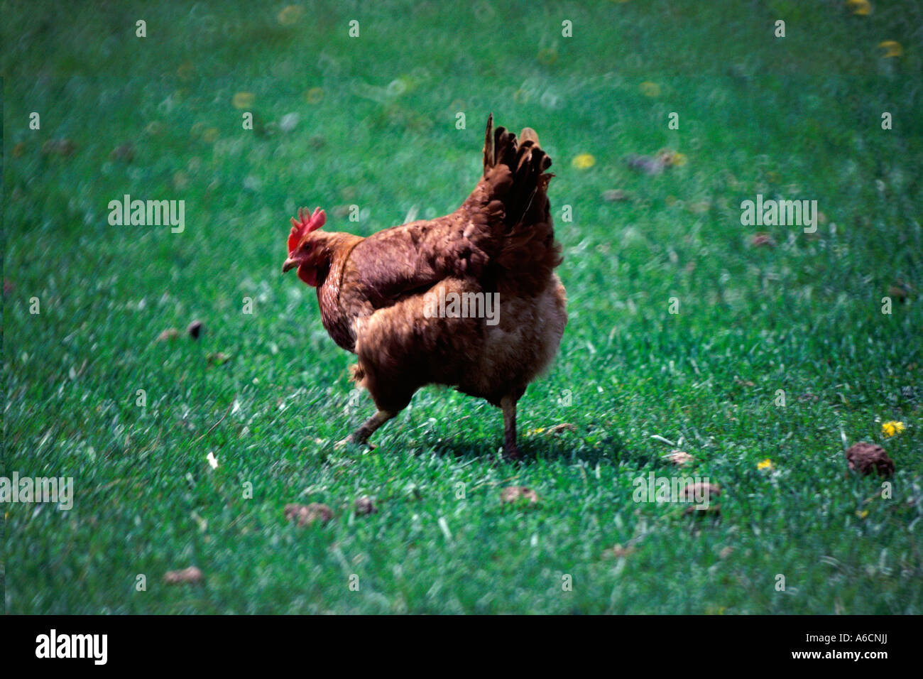 Rear view of a chicken Stock Photo - Alamy