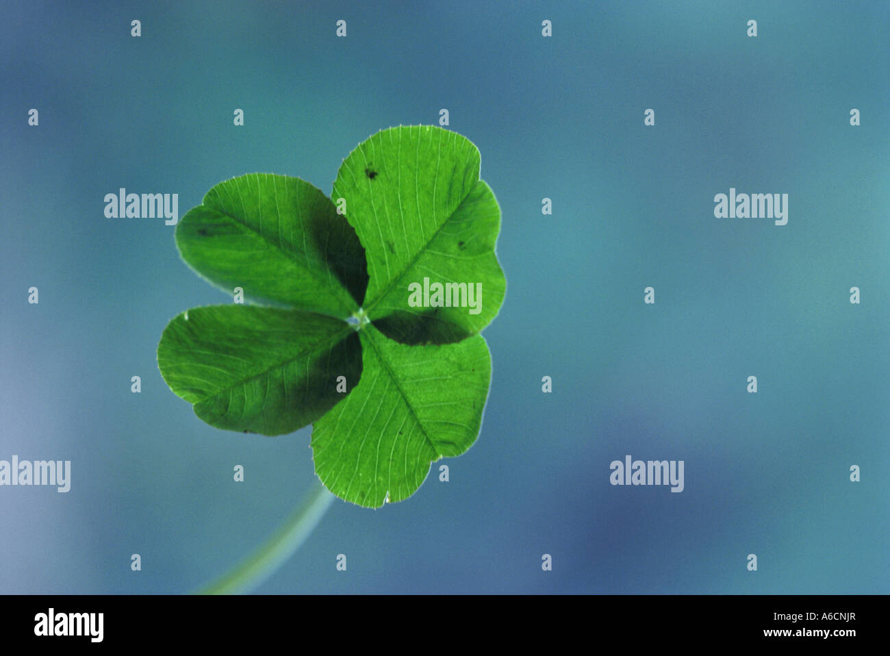 Close-up of a four-leaf clover Stock Photo - Alamy