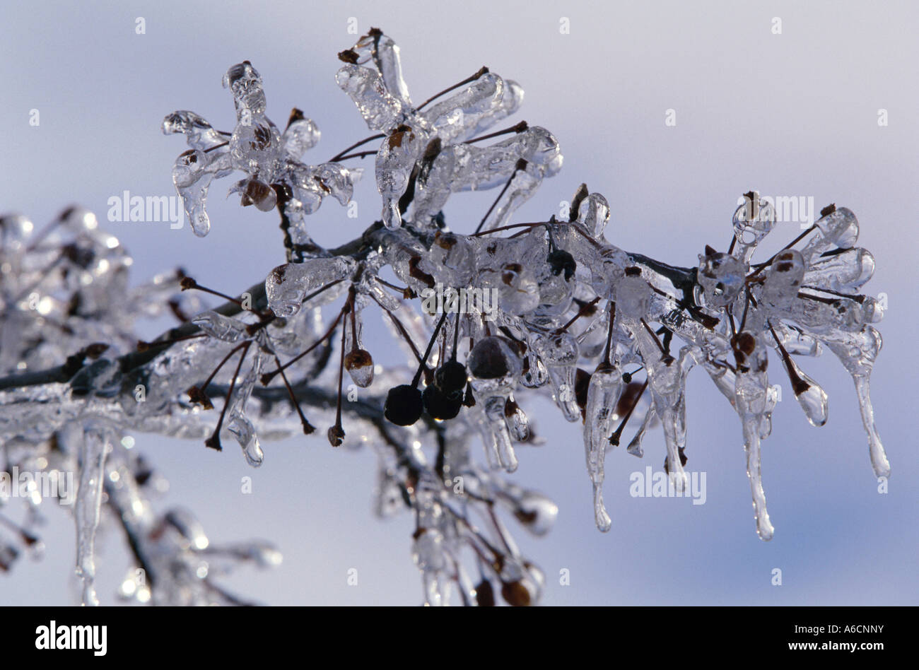 Ice formed on the branch of a tree Stock Photo - Alamy