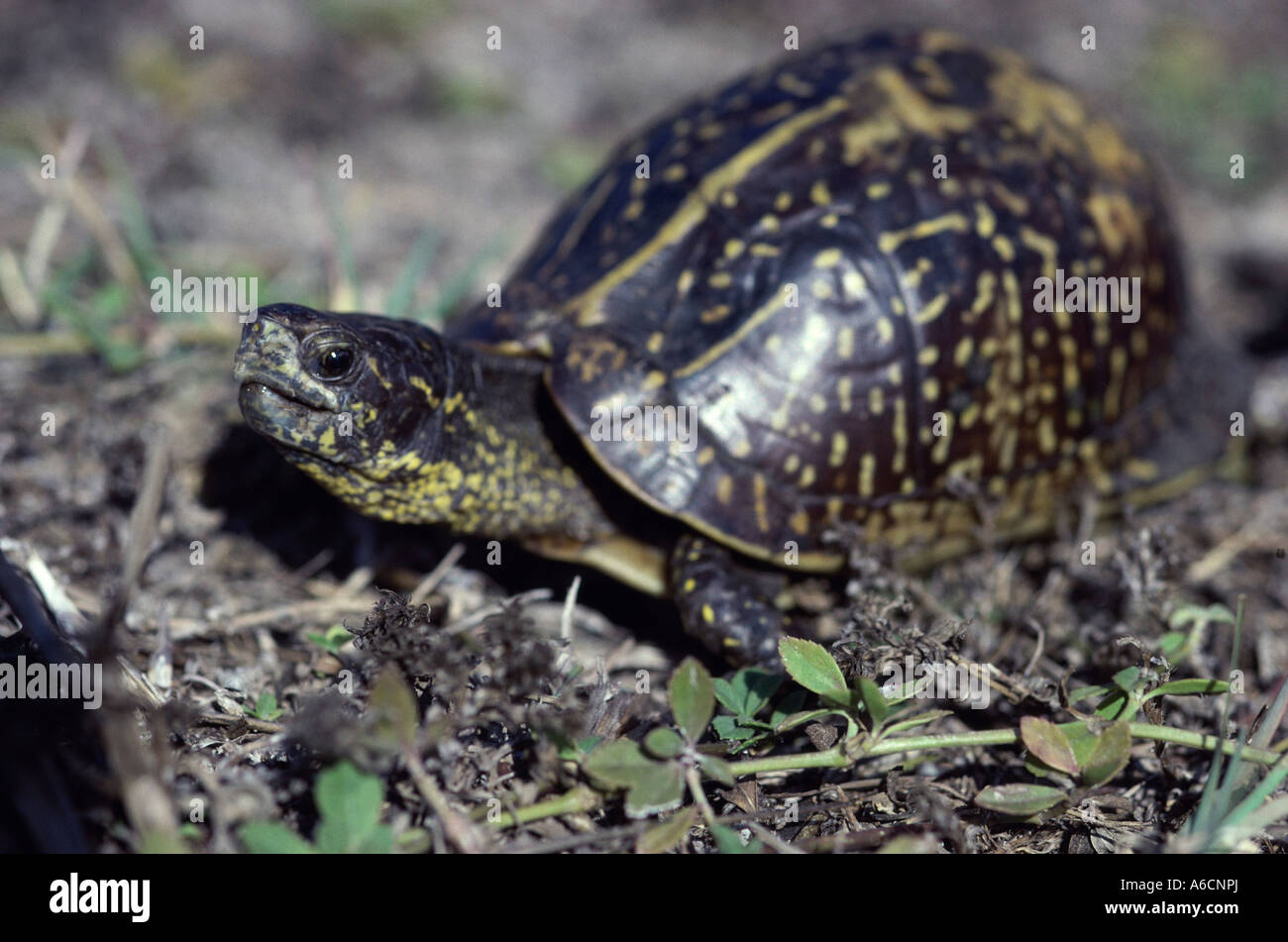 Close-up of a tortoise Stock Photo - Alamy