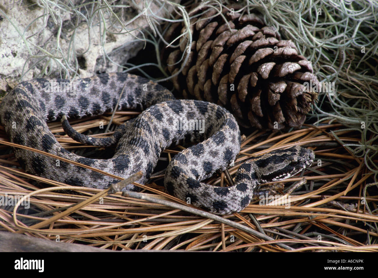Pygmy rattlesnake hi-res stock photography and images - Alamy