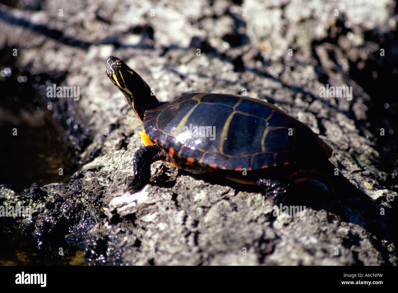 Side profile of a Painted Turtle Stock Photo - Alamy