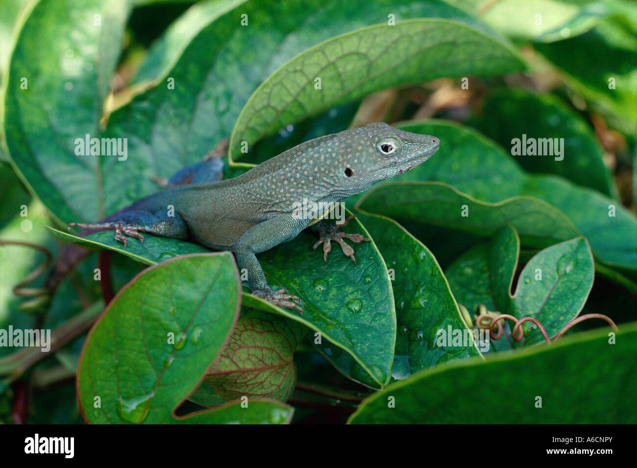 Bermuda lizard hi-res stock photography and images - Alamy