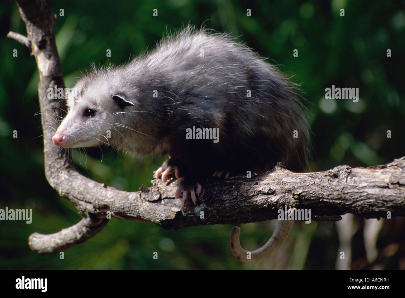 Opossum on a tree branch Stock Photo - Alamy