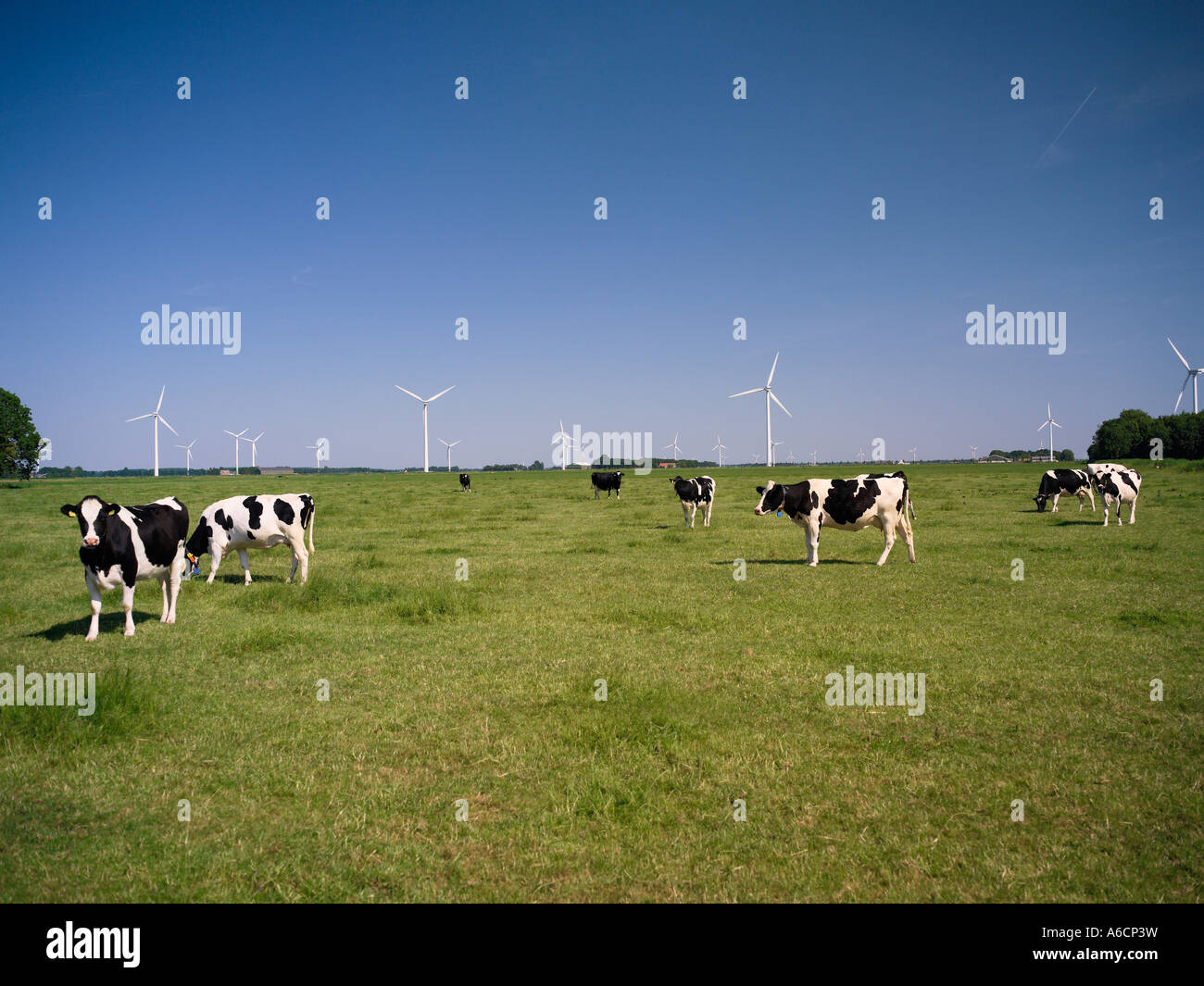 Cows and Wind Farm, Flevoland, The Netherlands Stock Photo - Alamy