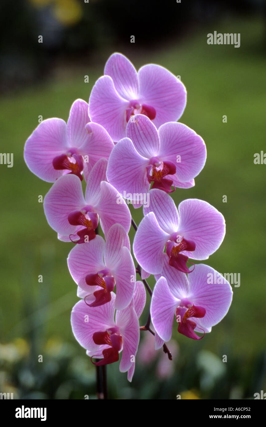 Monopodial stem hi-res stock photography and images - Alamy