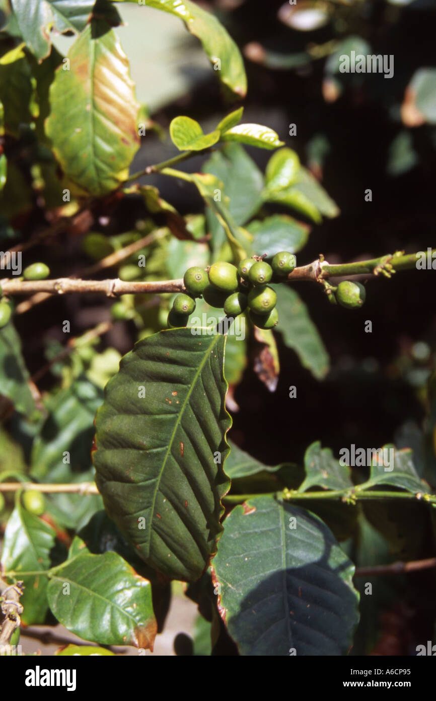 HORTICULTURE COFFEA COFFEE BEANS Stock Photo - Alamy