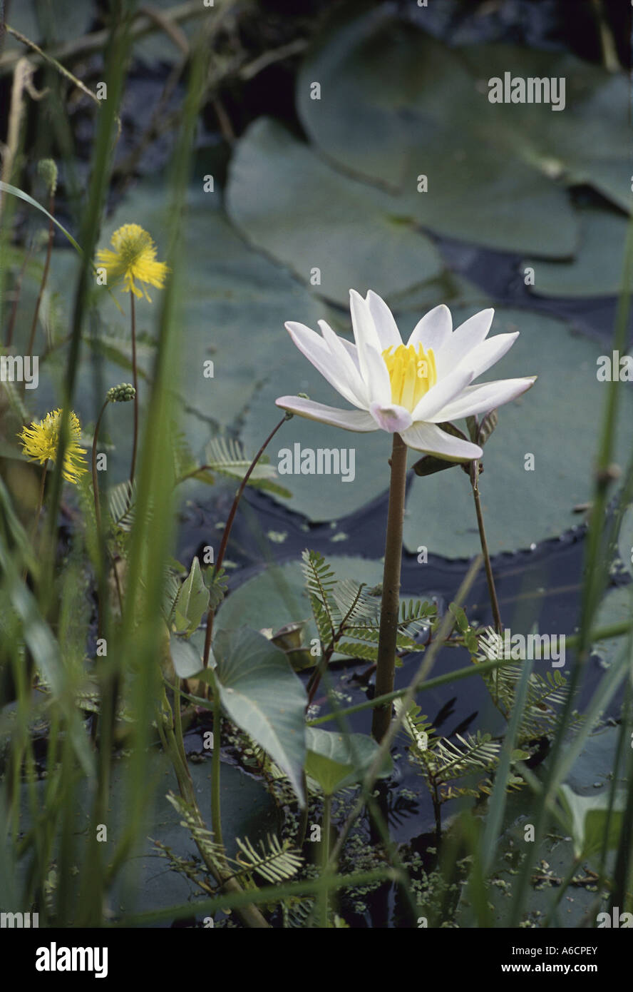 Indian water lily Stock Photo - Alamy
