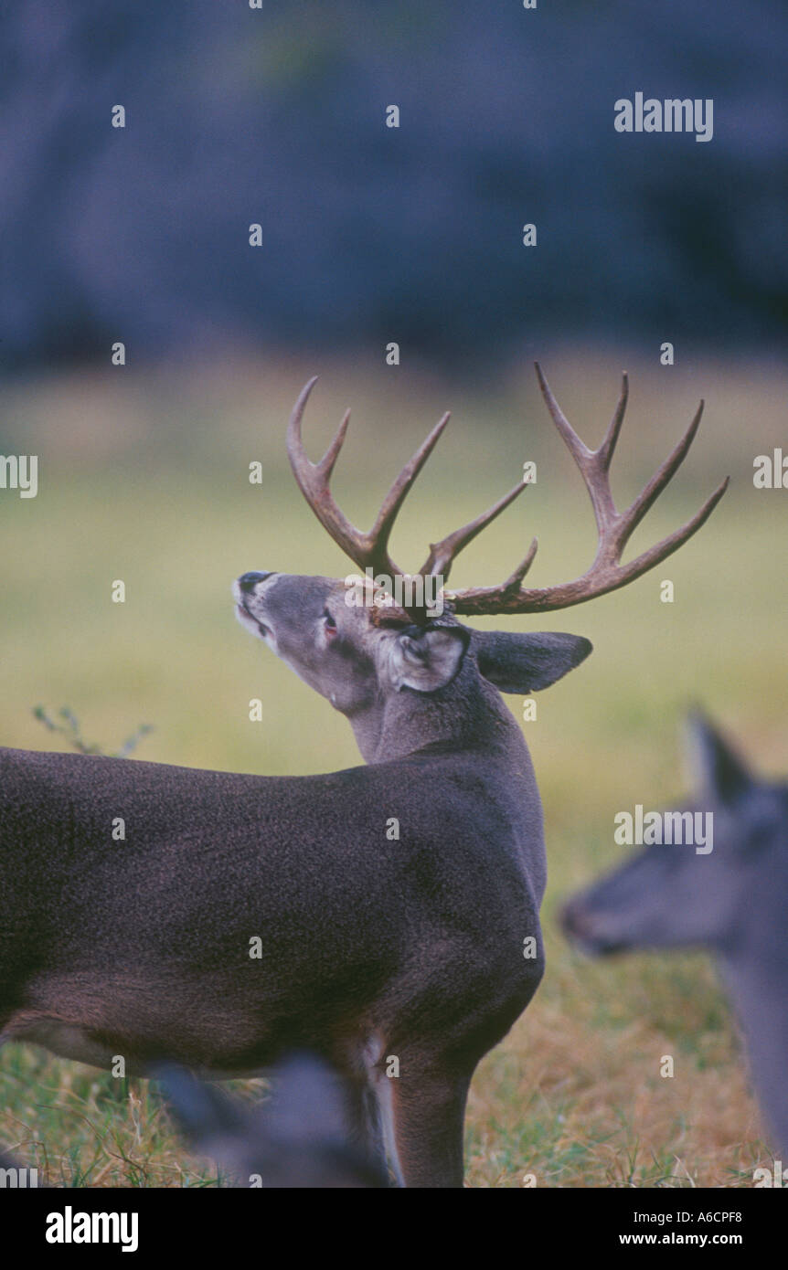 South Texas whitetail buck sniffing the air trying to locate a doe ...