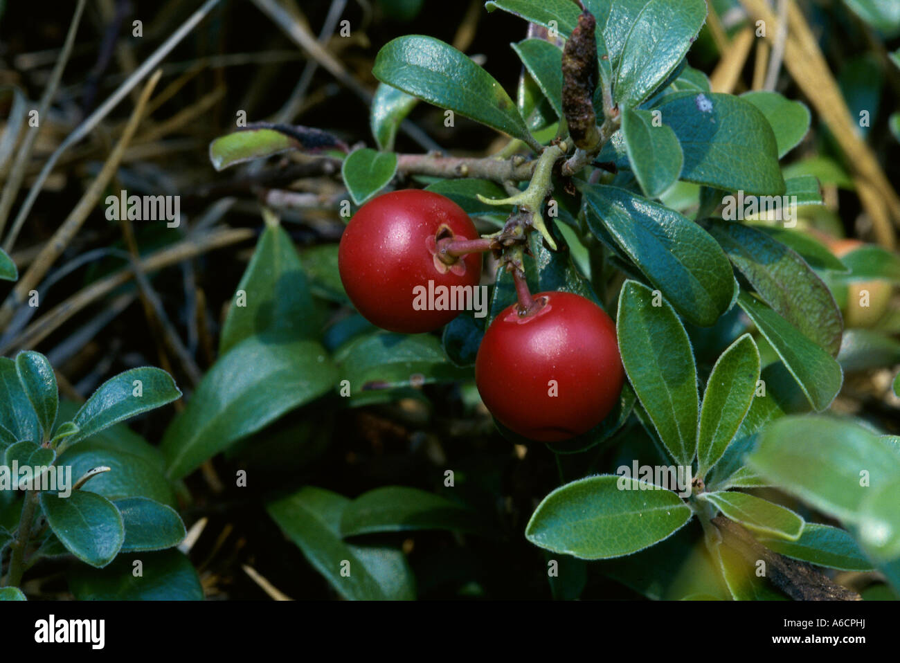 Bearberries hi-res stock photography and images - Alamy