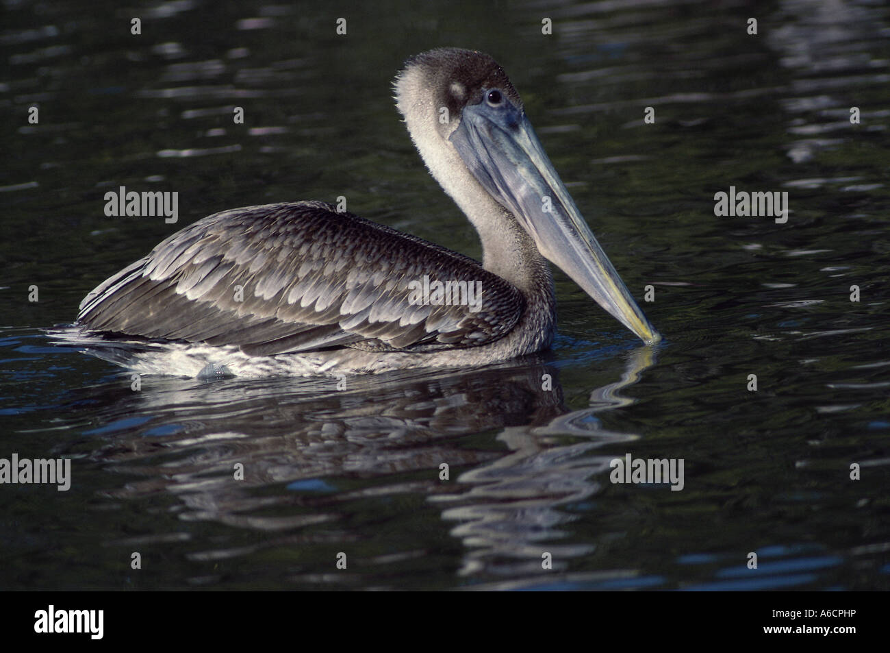 Brown Pelican floating on water Stock Photo - Alamy