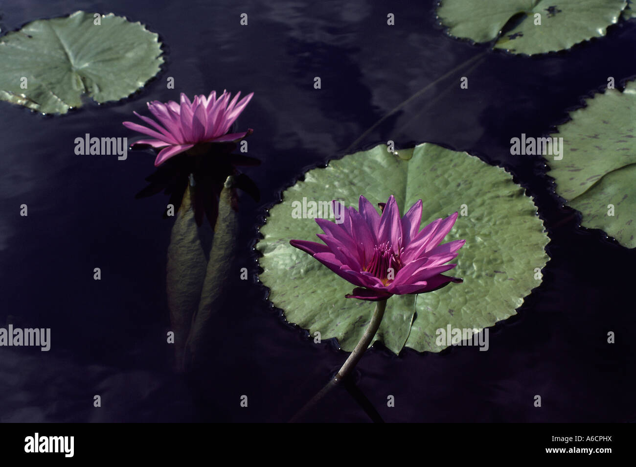 Water lilies in a pond Stock Photo - Alamy