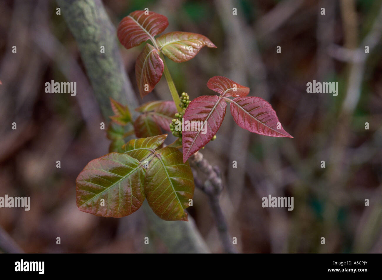 Close-up of a Poison Ivy plant Stock Photo - Alamy