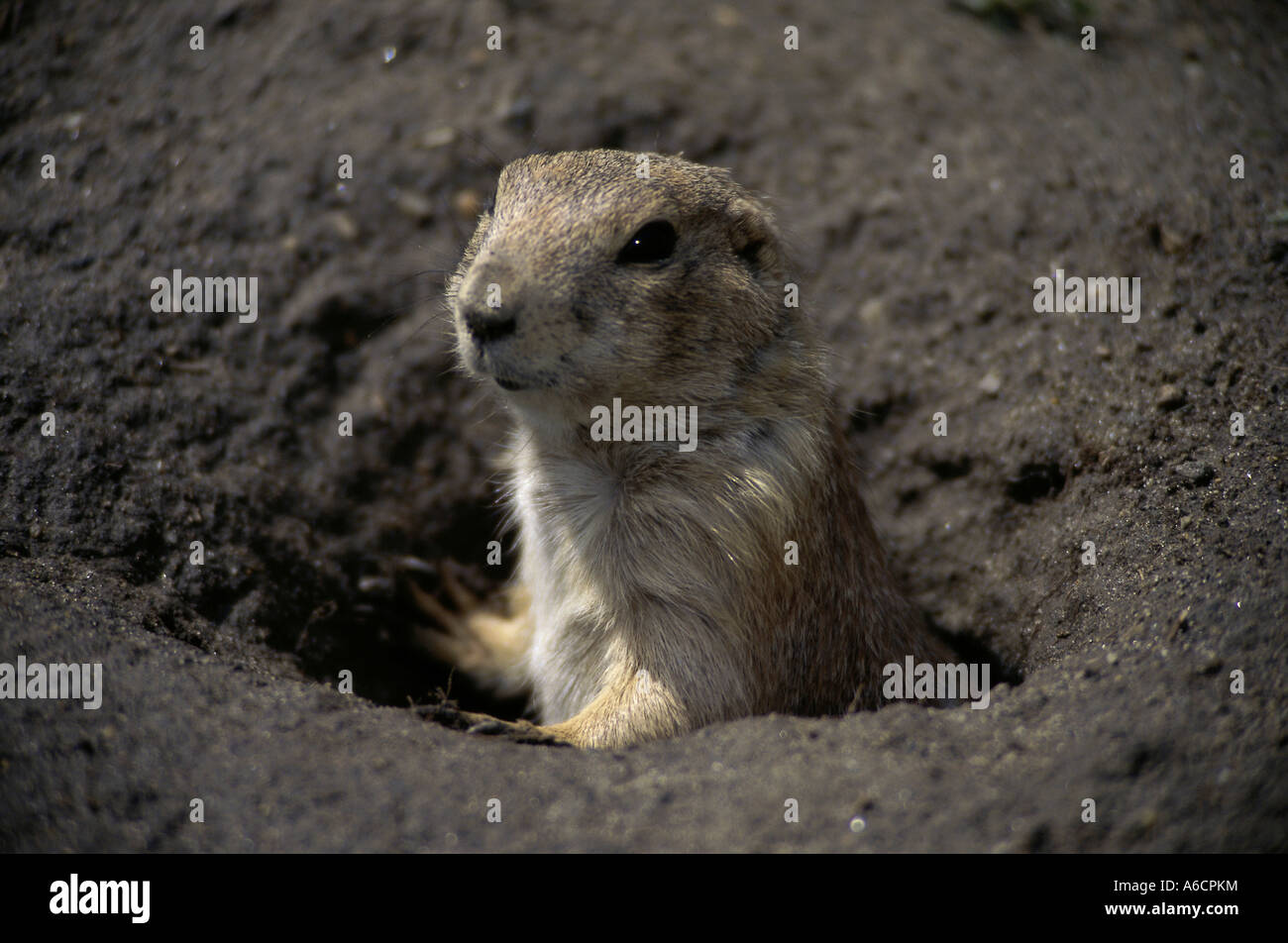 Prairie dog in a hole Stock Photo - Alamy
