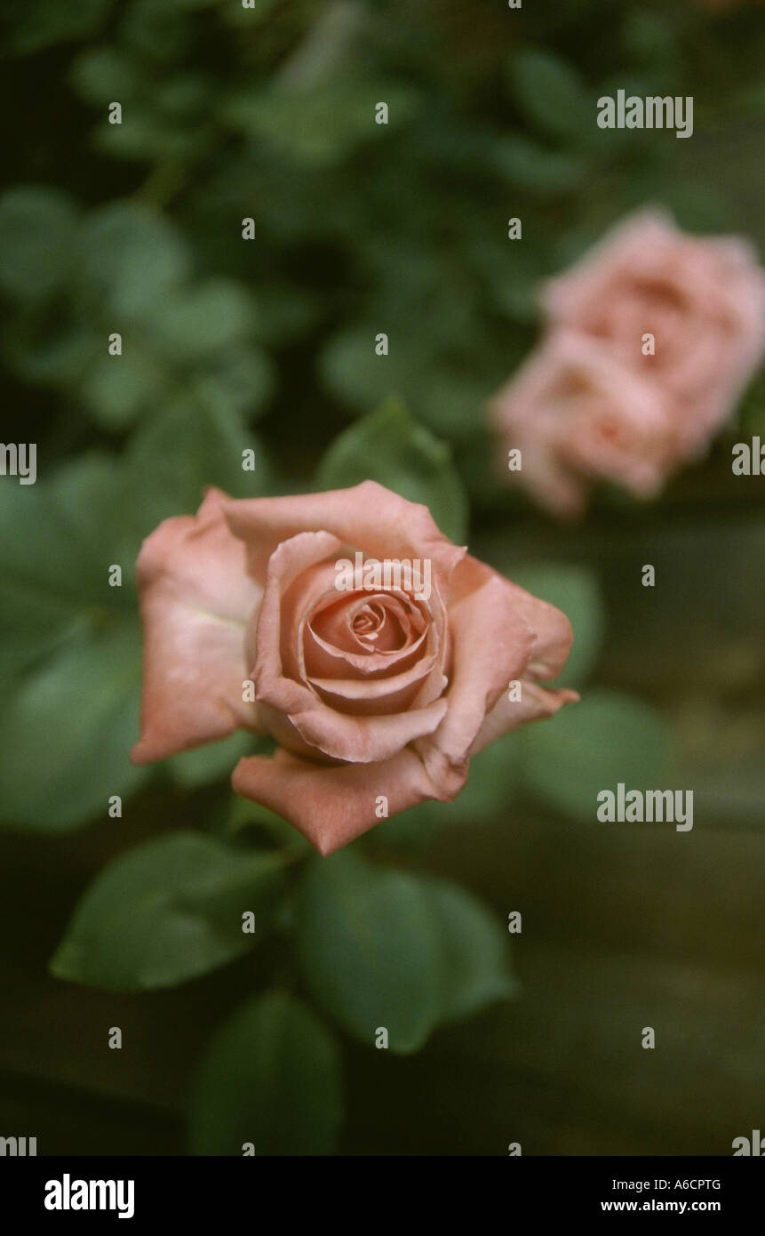 Plant a rose hi-res stock photography and images - Alamy