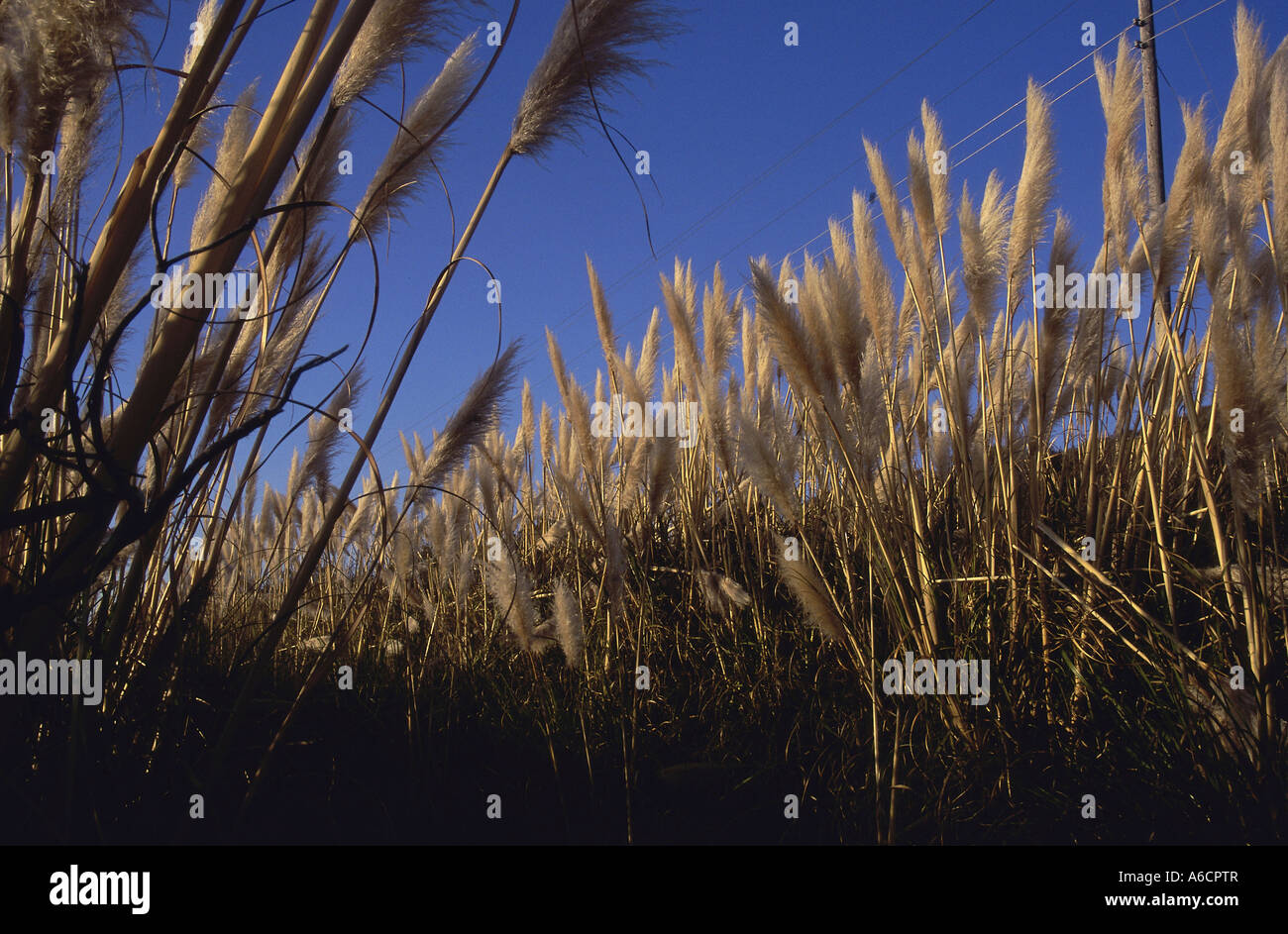 Dried plant stalks in a field Stock Photo - Alamy