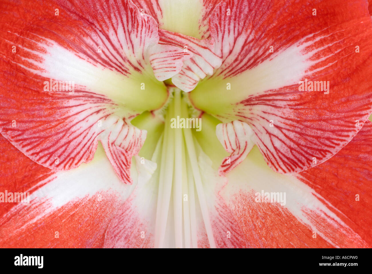 Center of a red Amaryllis spring bulb flower Stock Photo - Alamy