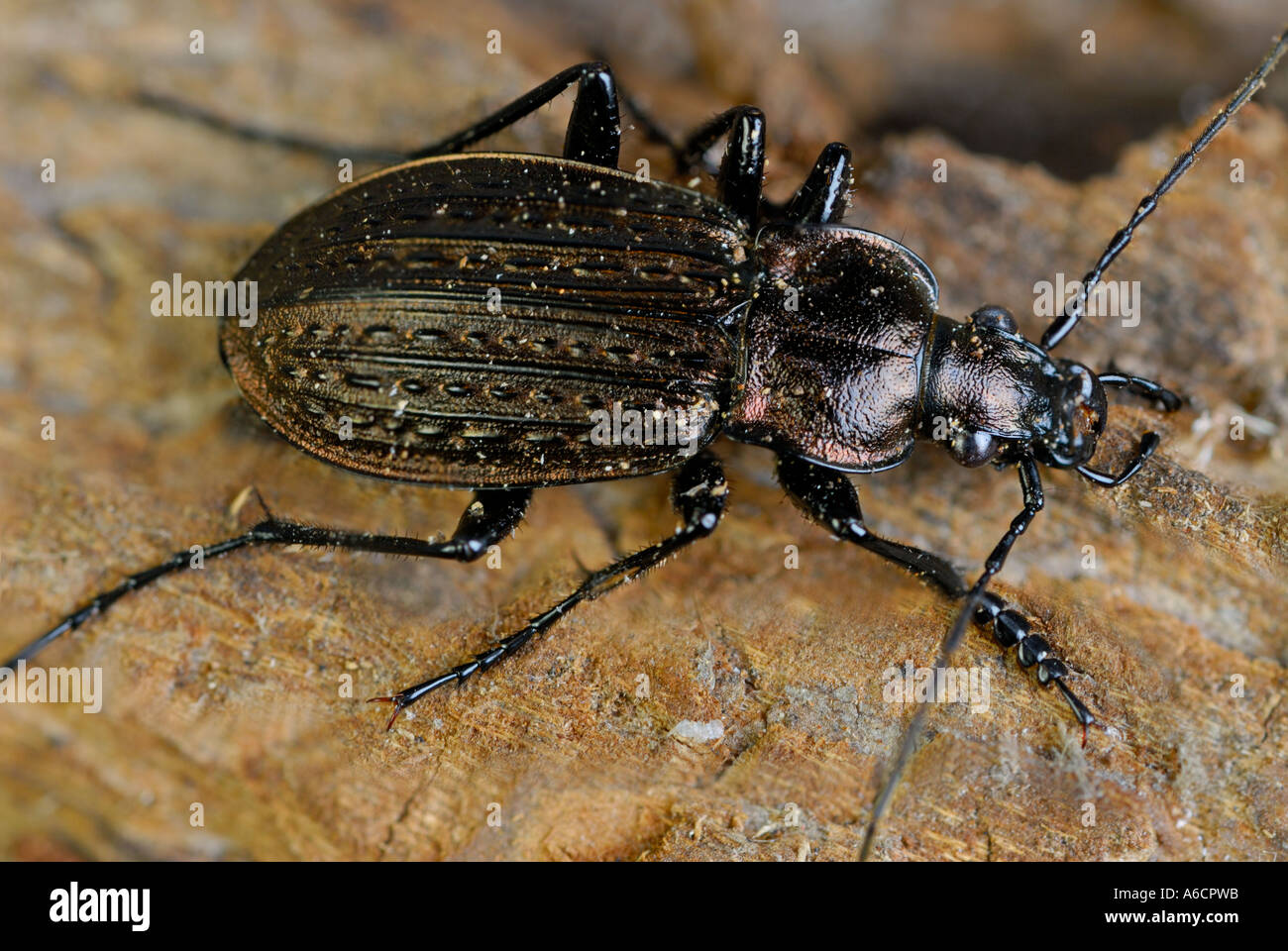 Close up sharp top view of Common Black Ground Beetle Pterostichus ...