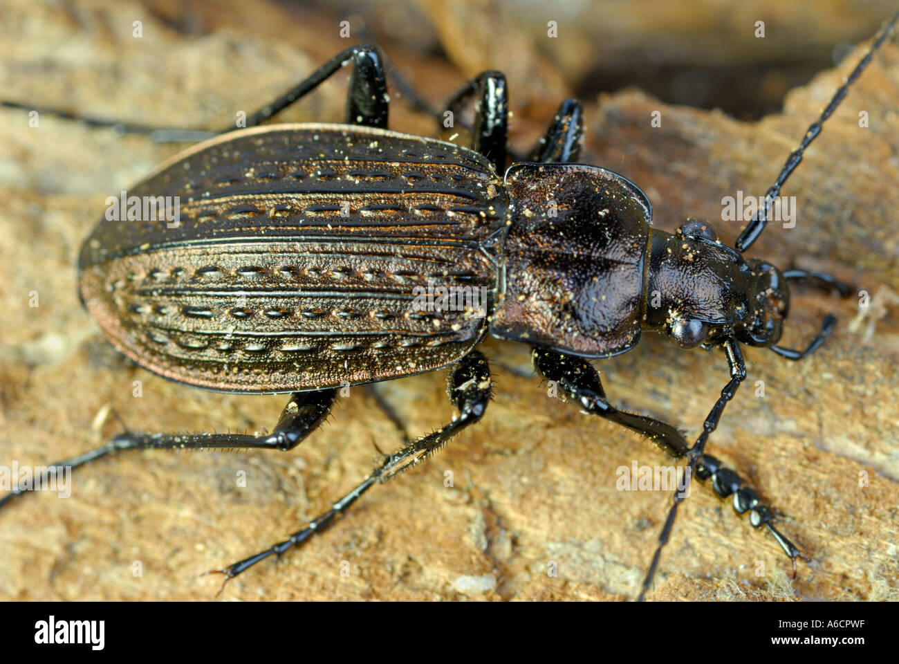 Common Black Ground Beetle